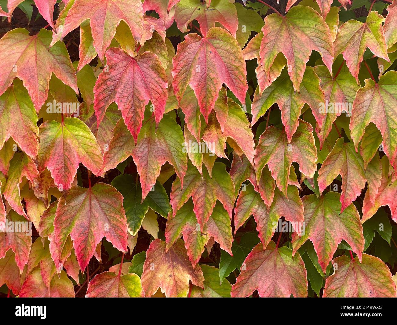 A stunning display of red and green ivy gracefully covering a wall ...