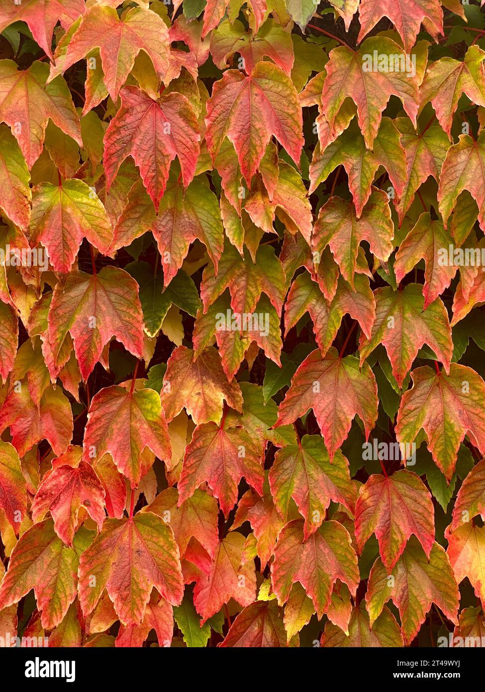 A stunning display of red and green ivy gracefully covering a wall ...