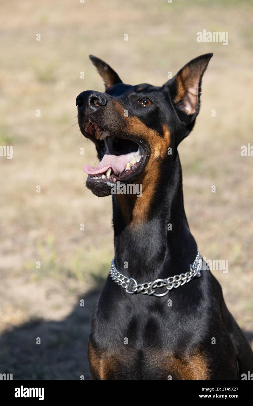 Doberman Pinscher outdoors at park. beautiful female dobie outside at ...