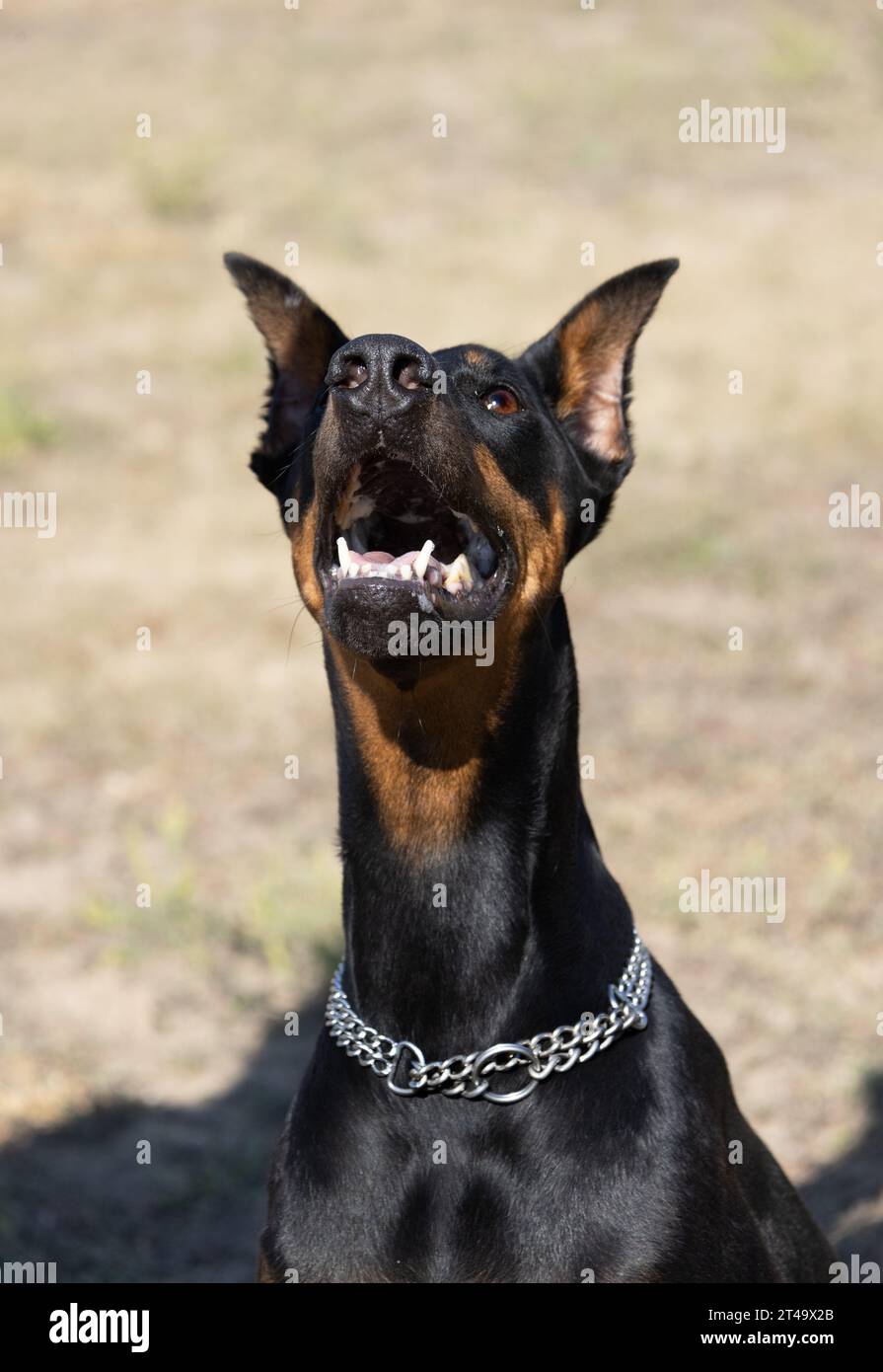 Portrait dobermann pincher sitting hi-res stock photography and images ...