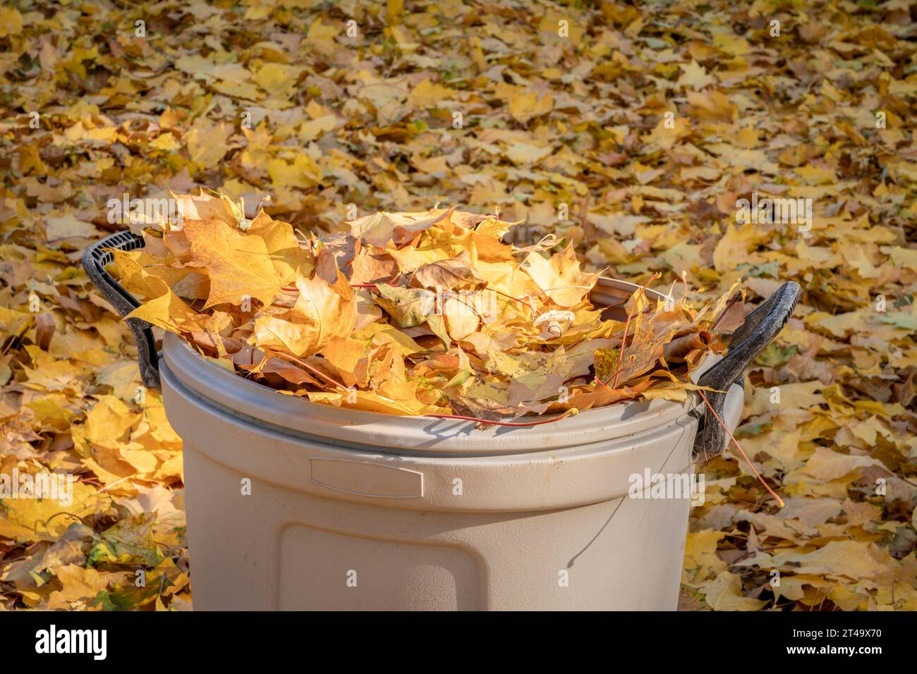 plastic garbage bin filled with golden maple leaves in a backyard, fall ...