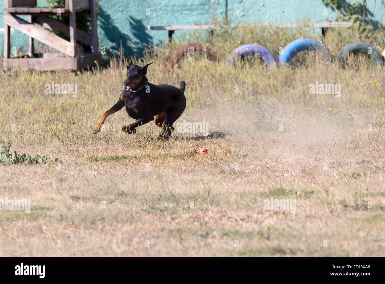 Doberman Pinscher outdoors at park. beautiful female dobie outside at ...