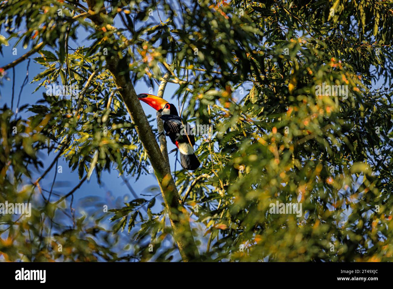 Toucan between branches of a tree Stock Photo - Alamy
