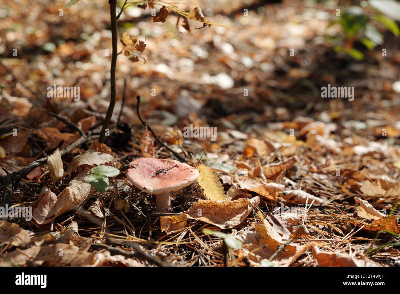 Lonely russula mushroom with red cap growing in the forest in fertile ...