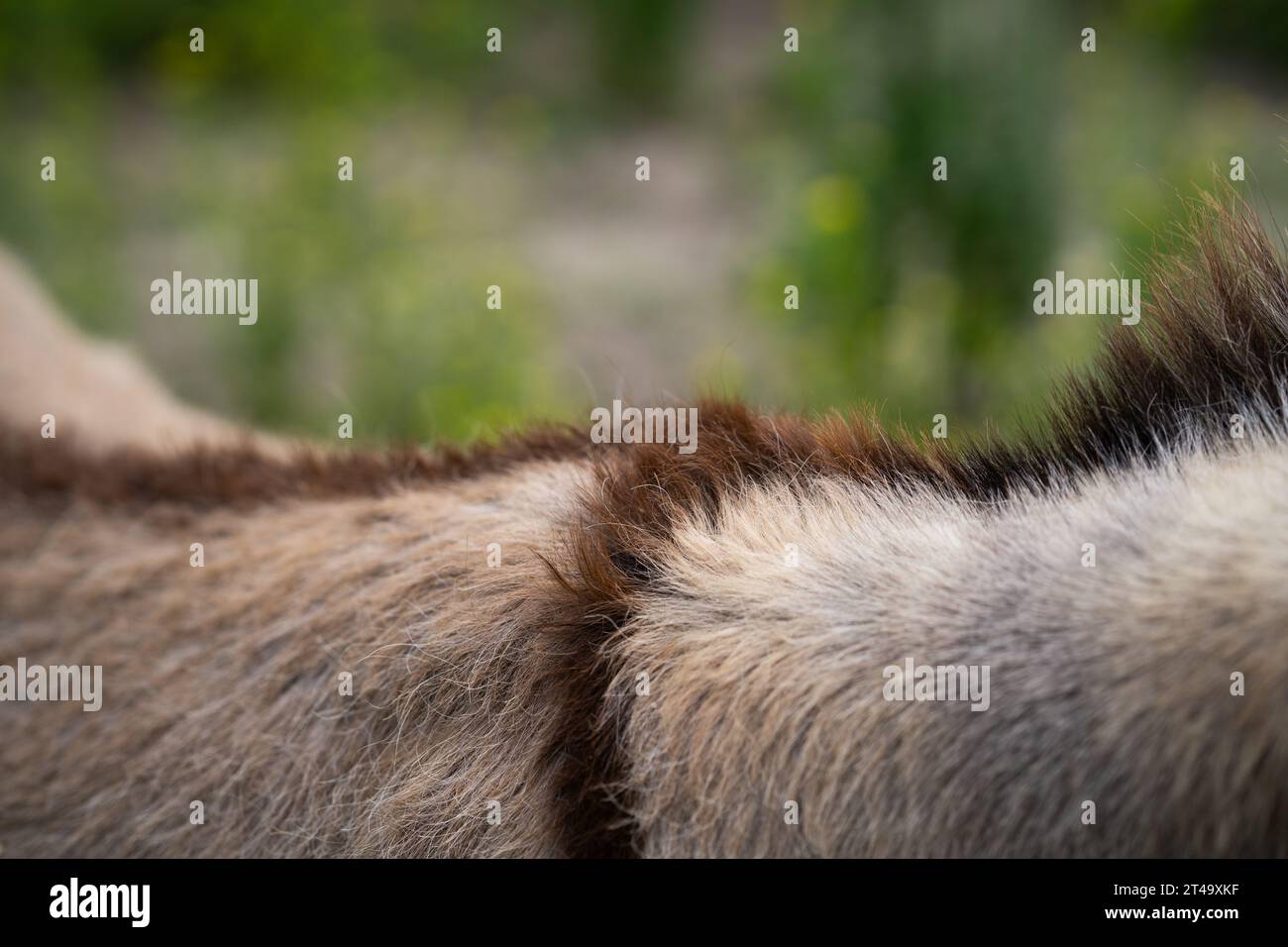 A close up of the primitive markings on a miniature donkey's back Stock ...