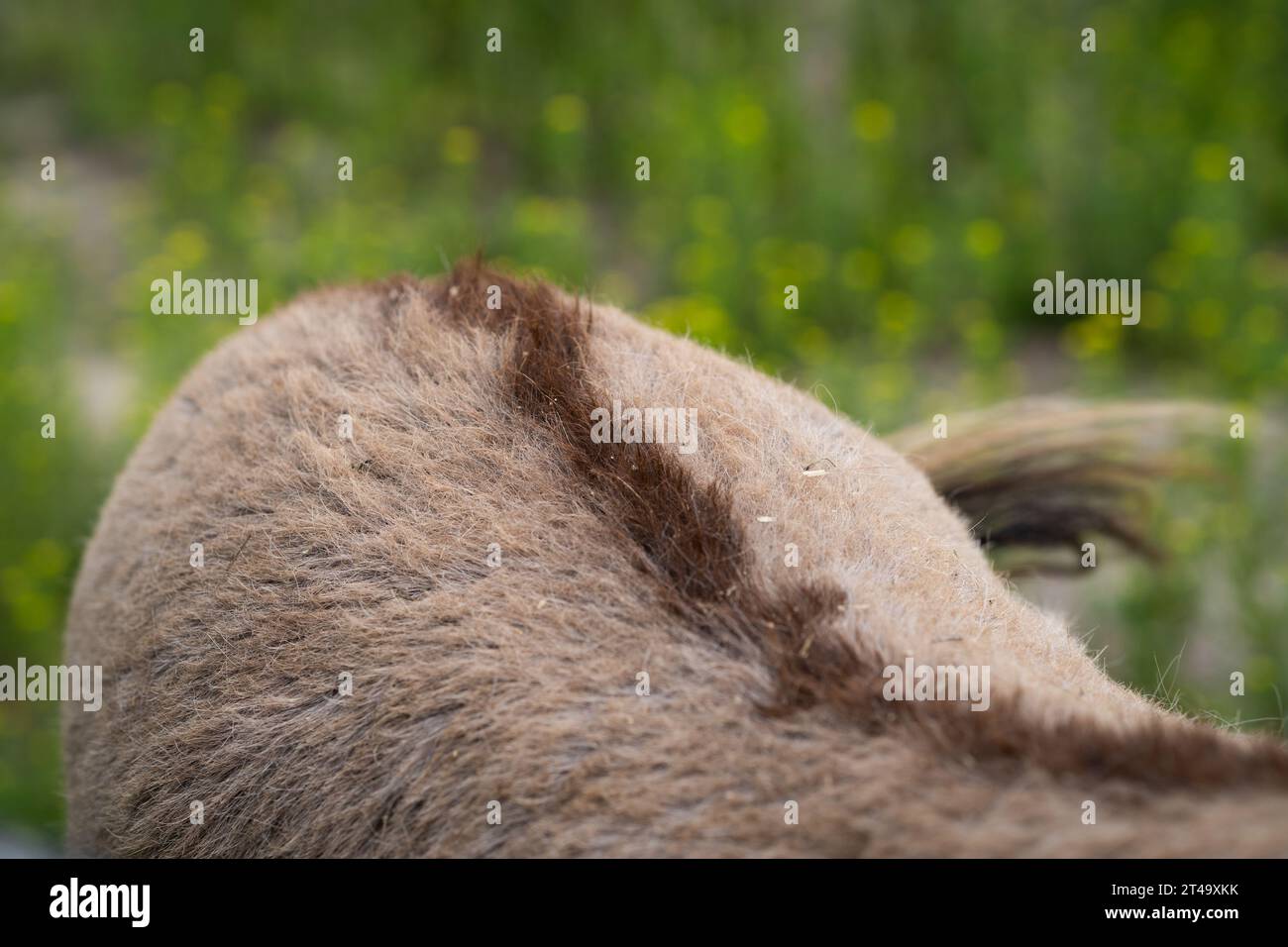 A close up of the primitive markings on a miniature donkey's back Stock ...
