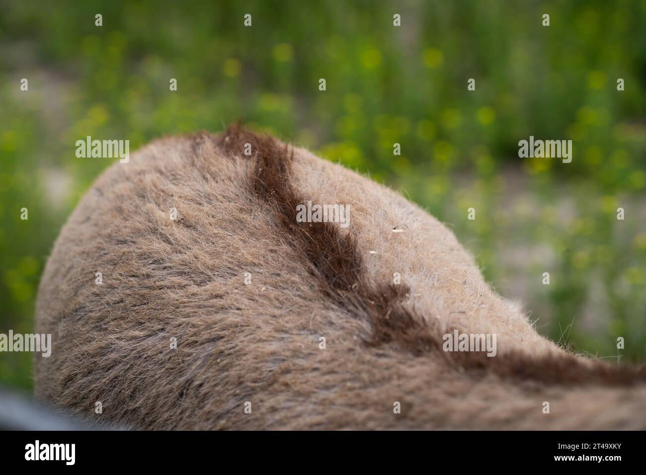 A close up of the primitive markings on a miniature donkey's back Stock ...