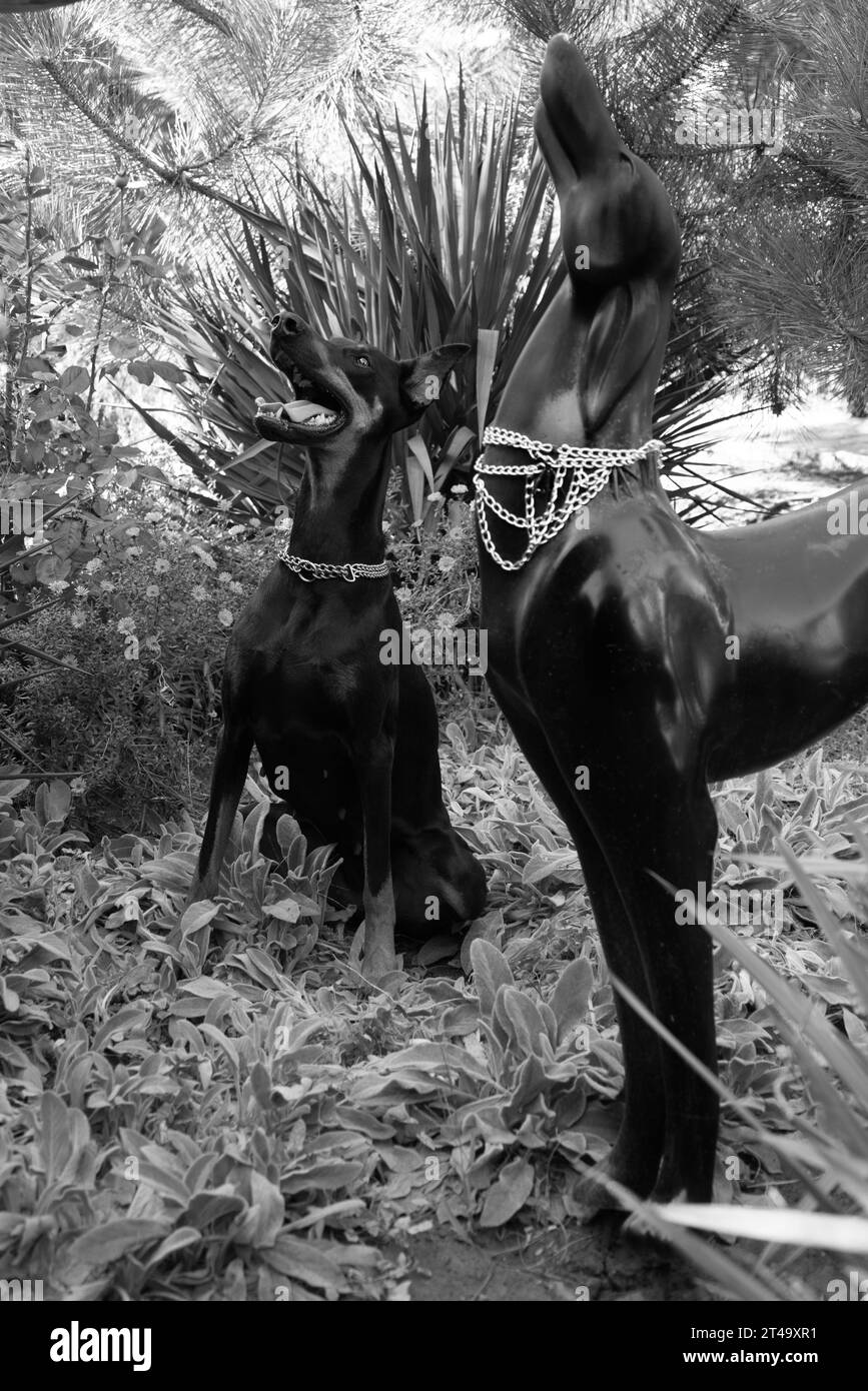 Doberman Pinscher outdoors at park. beautiful female dobie outside at ...