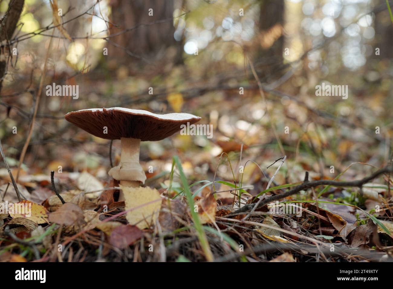 Close-up of fresh edible mushroom belonging to agaric group growing in ...