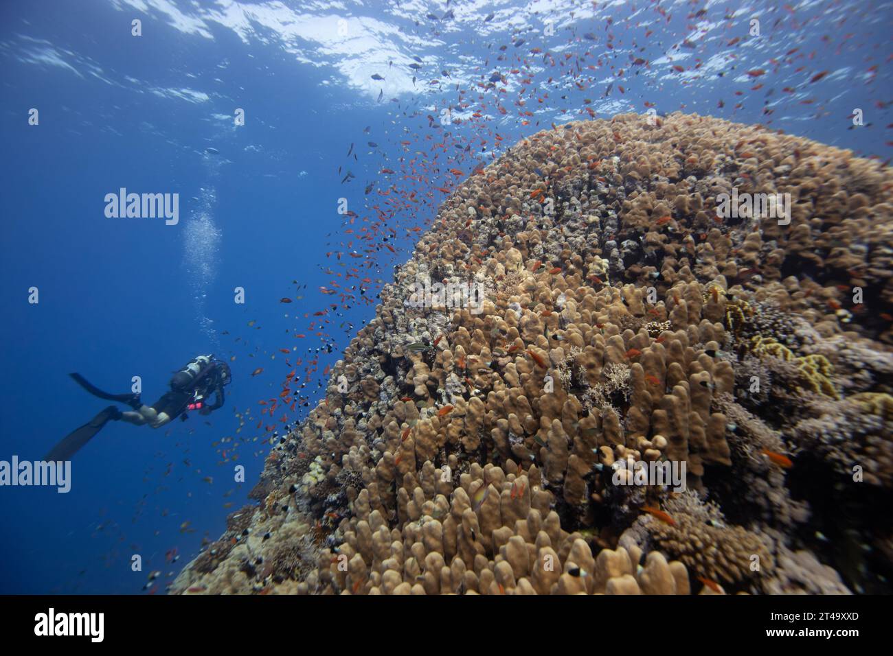 Scuba diver swims past colorful school of tropical anthers fish ...