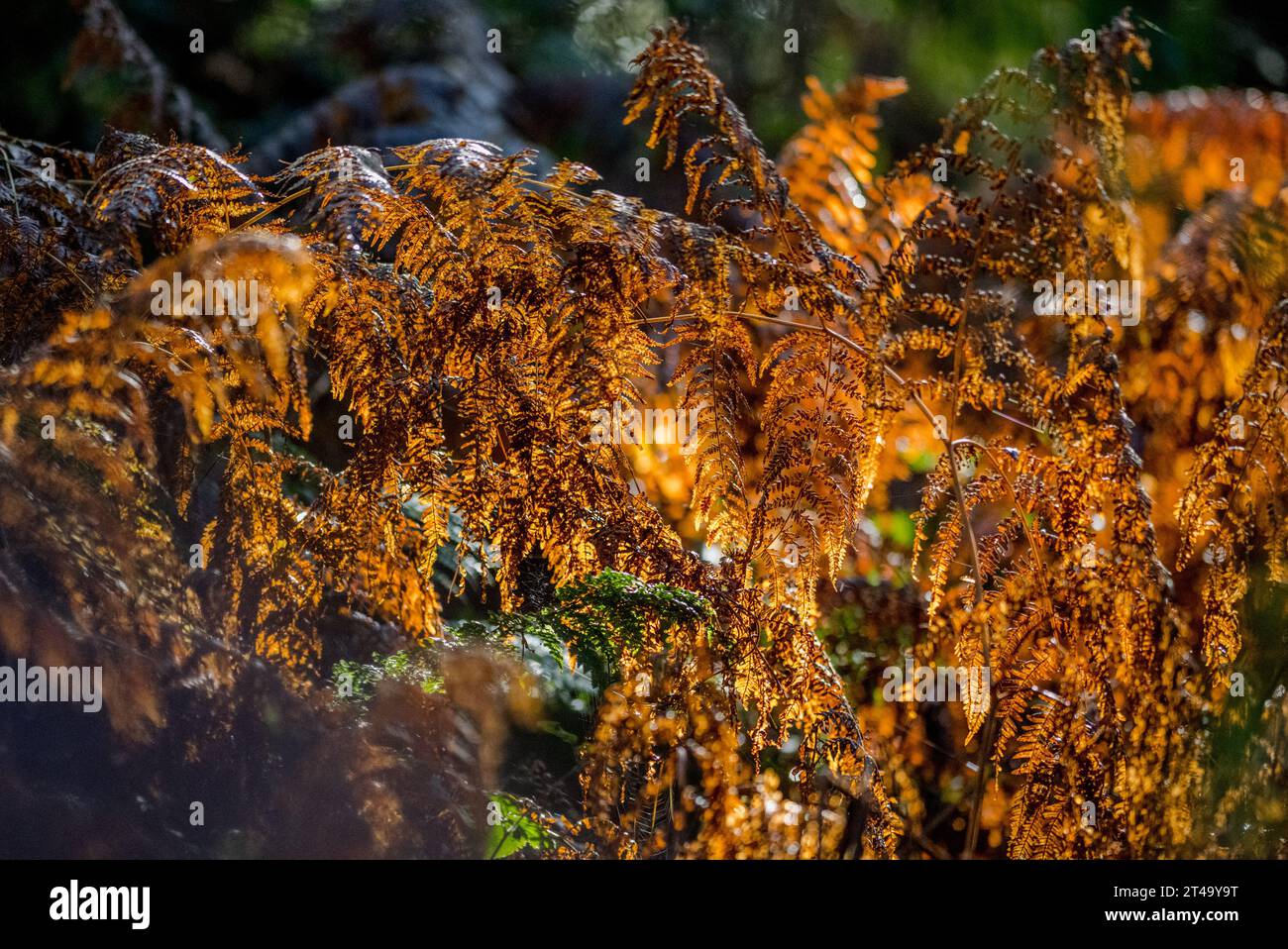 Bracken leaves turning into their in autumn colour Stock Photo - Alamy