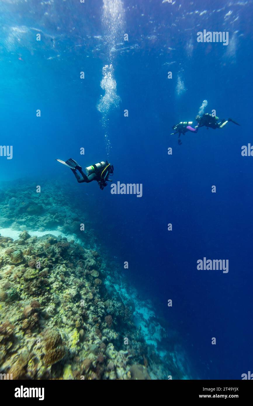 Scuba divers hover over the edge of a coral reef atoll as a sheer wall ...