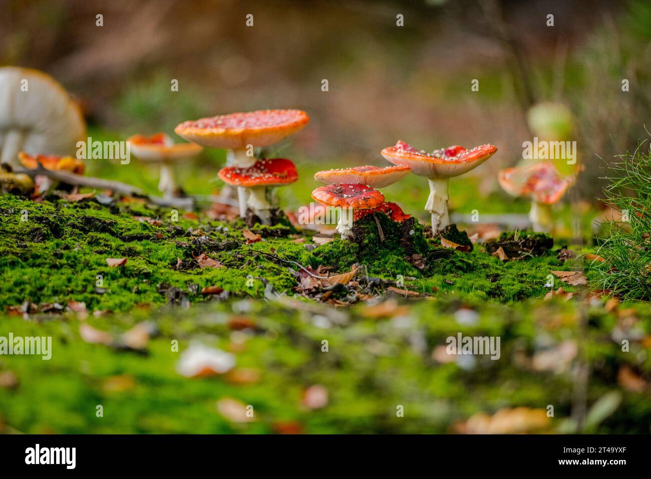 Fly Agaric fungi or toadstool Stock Photo - Alamy