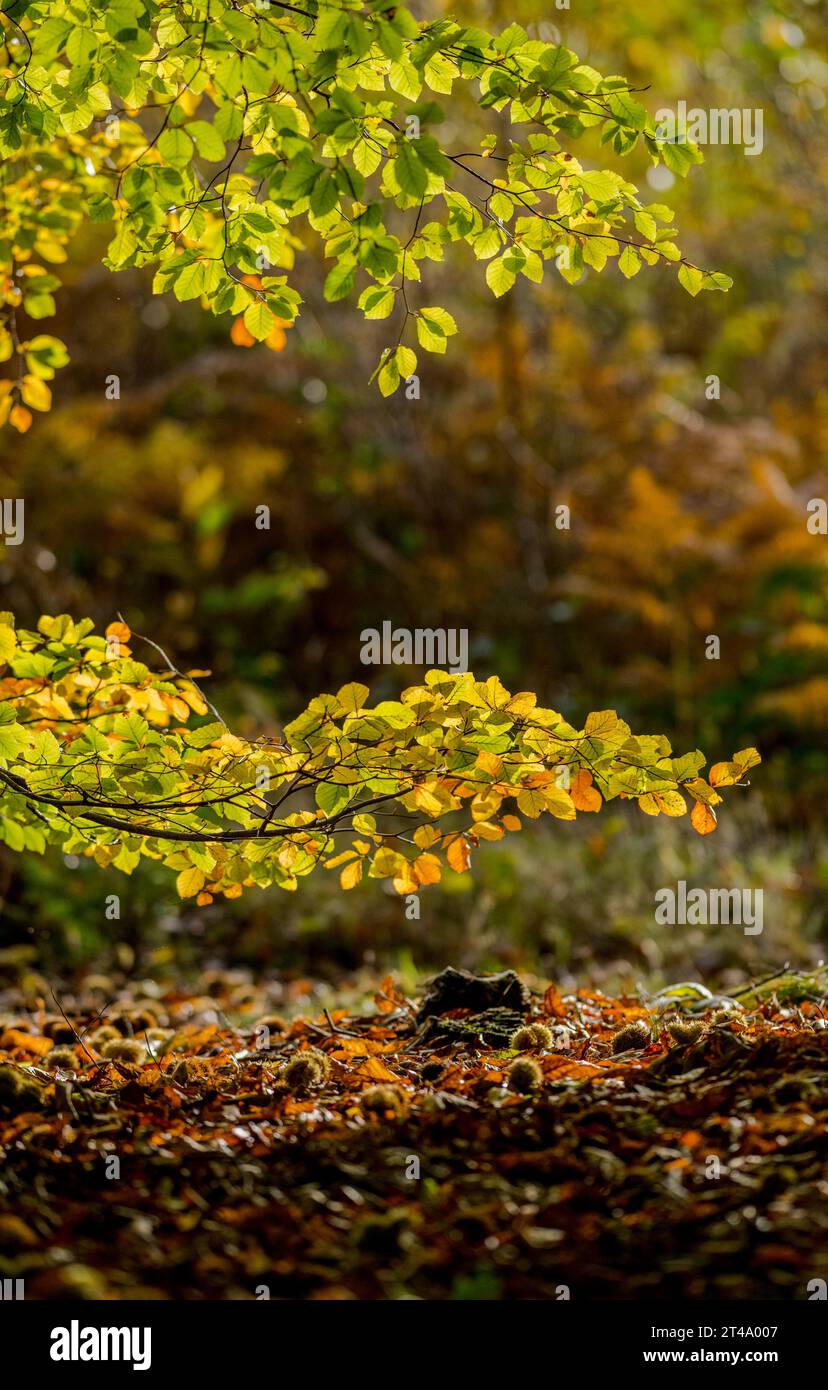 Beech trees in their autumn colour, Sherwood Forest, Nottinghamshire ...