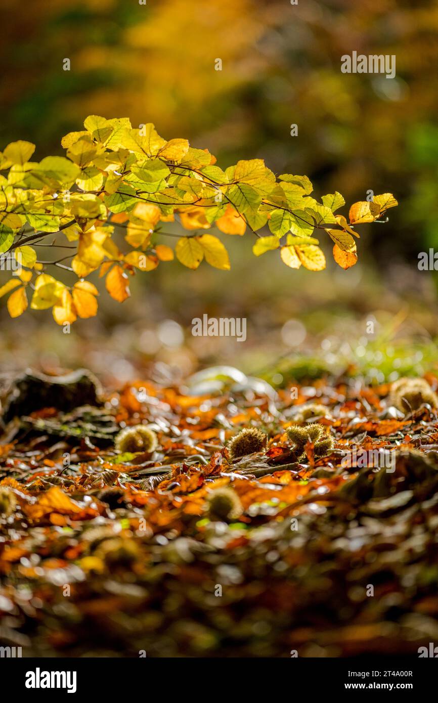 Beech trees in their autumn colour, Sherwood Forest, Nottinghamshire ...