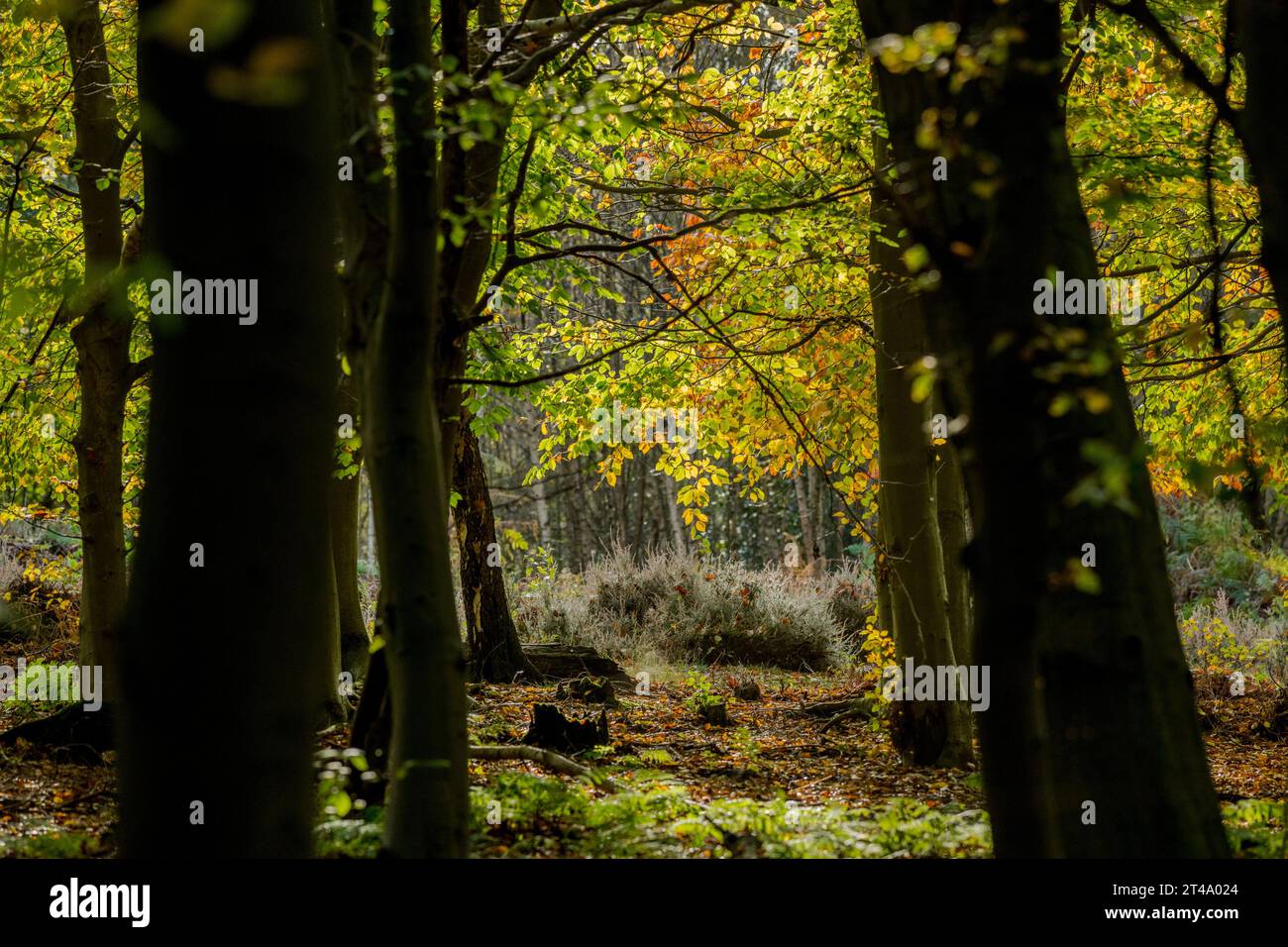 Beech trees in their autumn colour, Sherwood Forest, Nottinghamshire ...