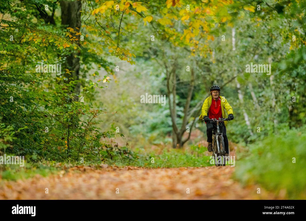 Cyclist riding in Sherwood Forest along a tree lined national cycle ...