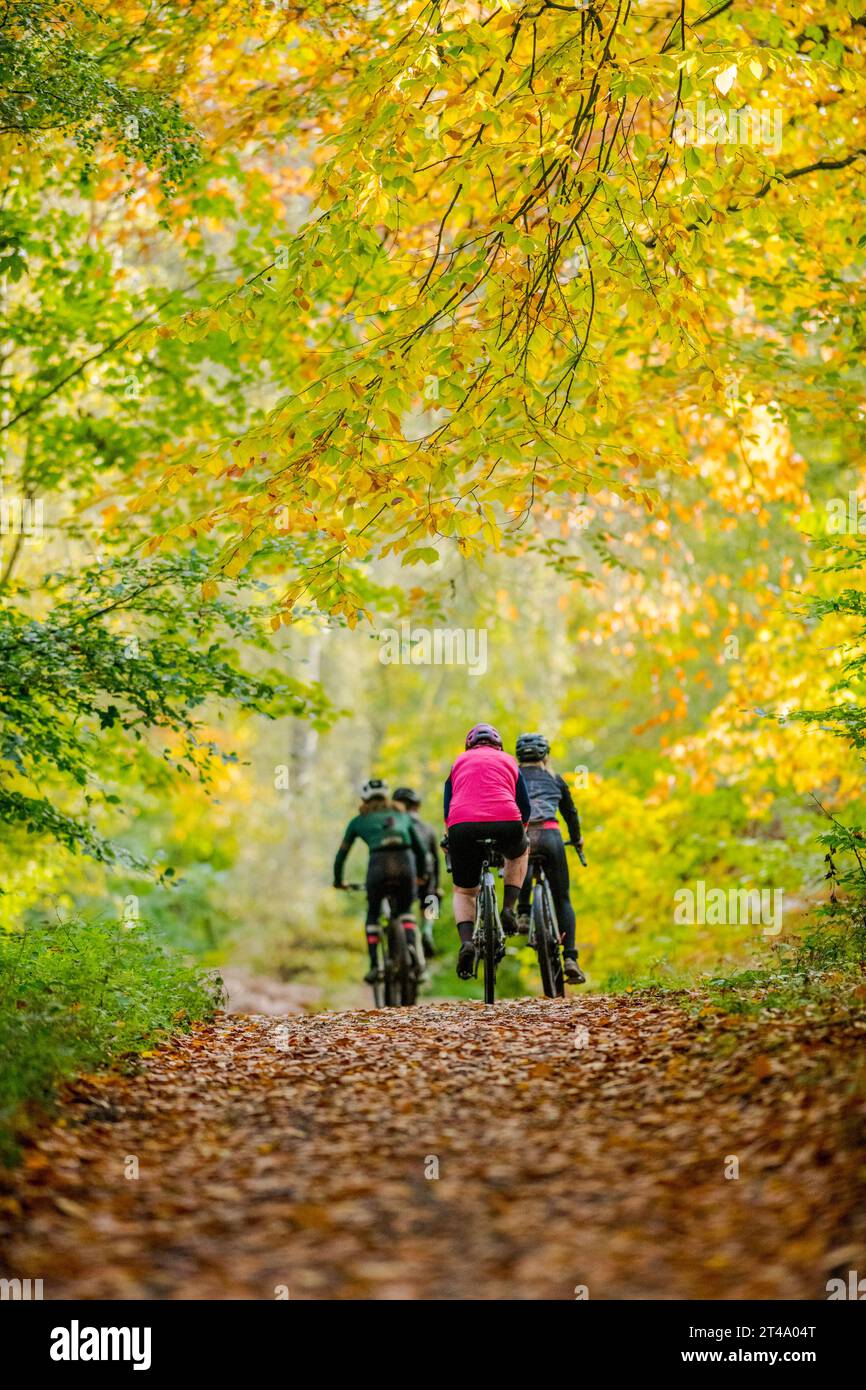 Cyclist riding in Sherwood Forest along a tree lined national cycle ...