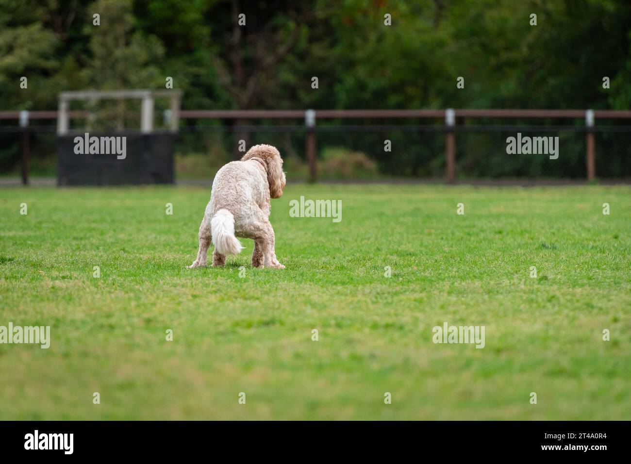 Portrait of a dog in the dog park pooping on the green grass Stock ...