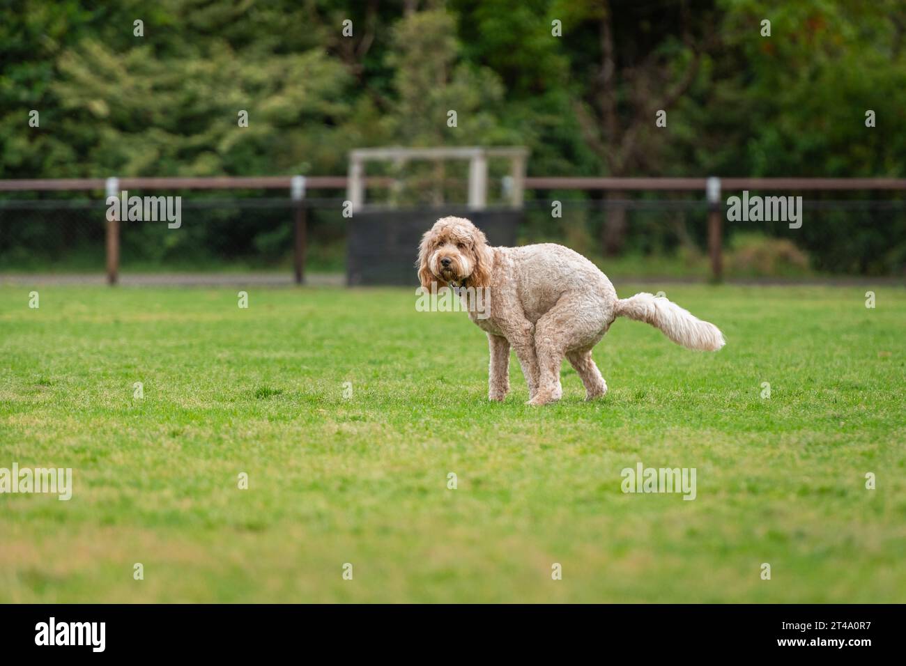 Dog pooping hi-res stock photography and images - Alamy
