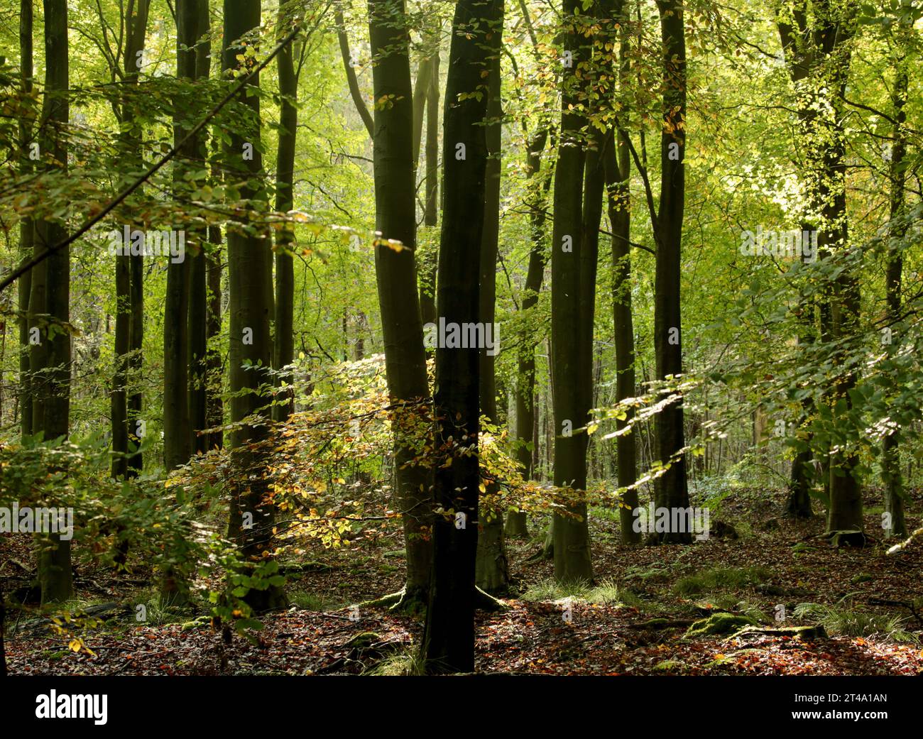 Acer trees in autumn Stock Photo - Alamy