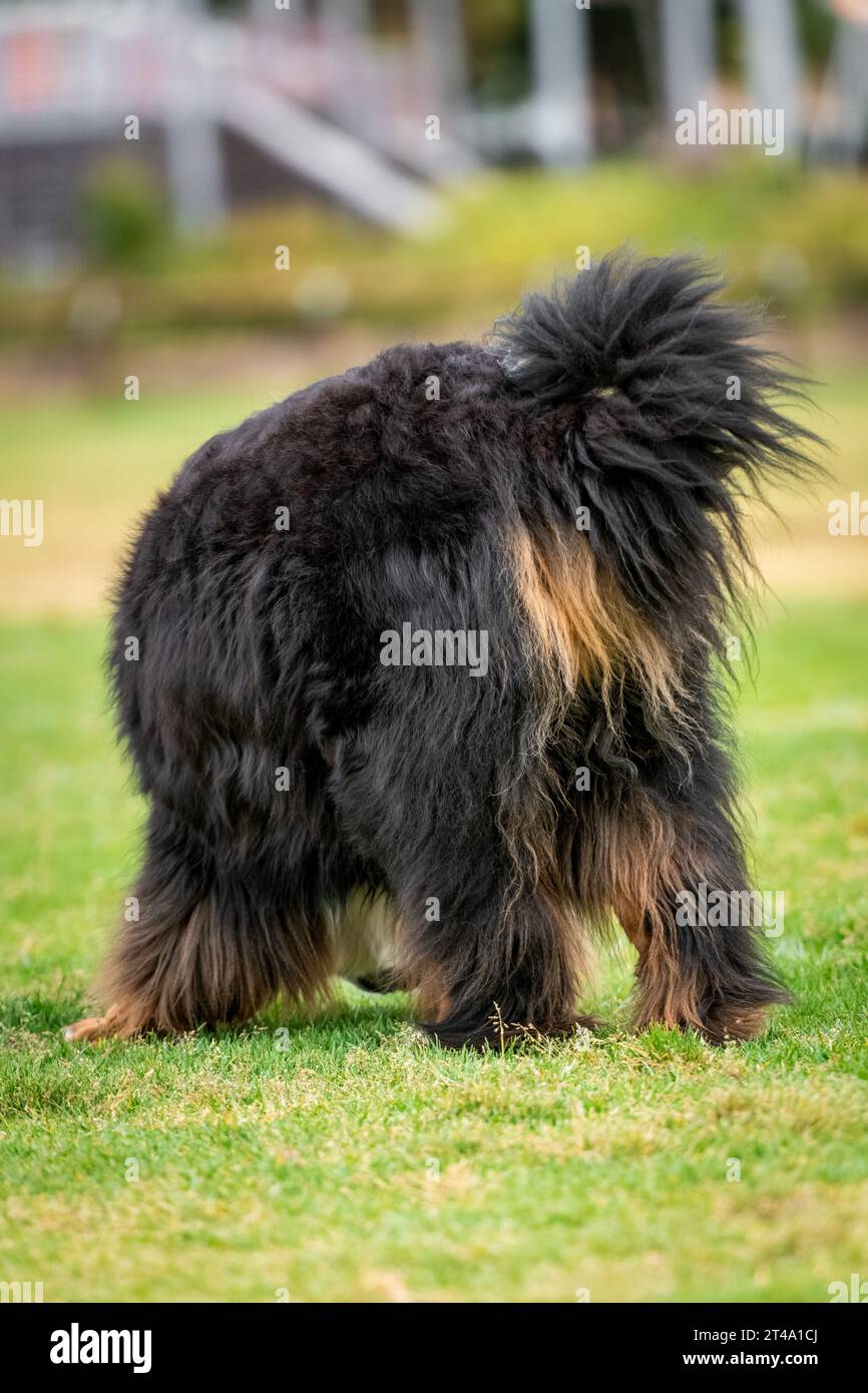Back and tail of a Bernese Mountain dog sniffing grass in a park, rear ...