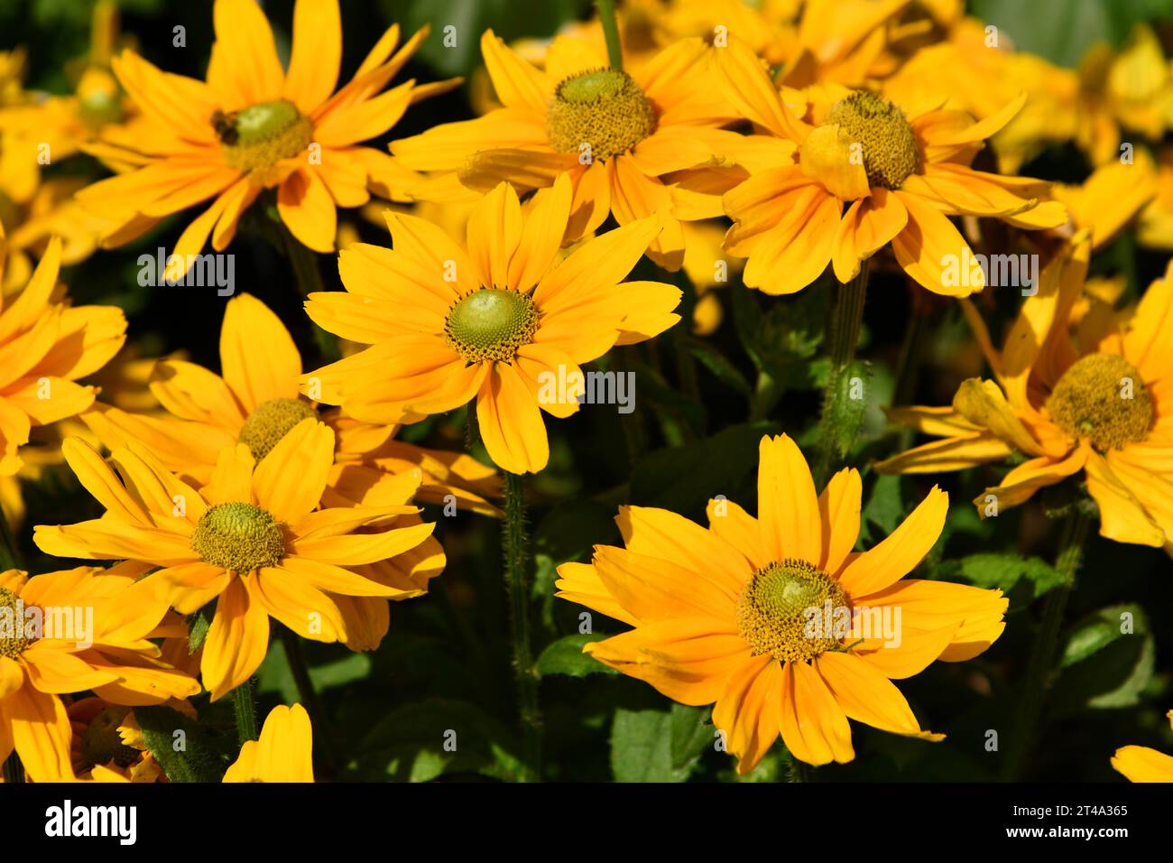 Sow sunshine hi-res stock photography and images - Alamy