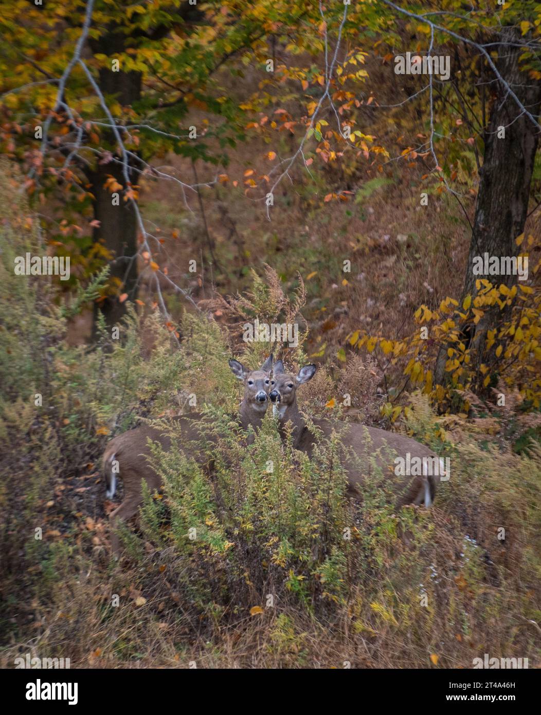 Two female white tailed deer standing cheek to cheek surrounded by fall ...