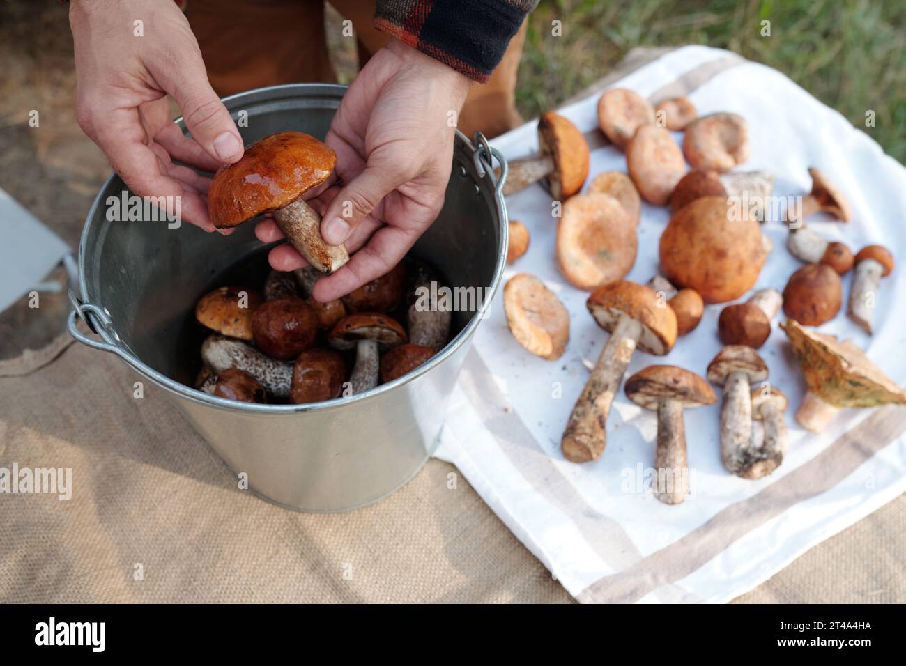 hands of young male mushroom picker over metallic bucket with fresh ...