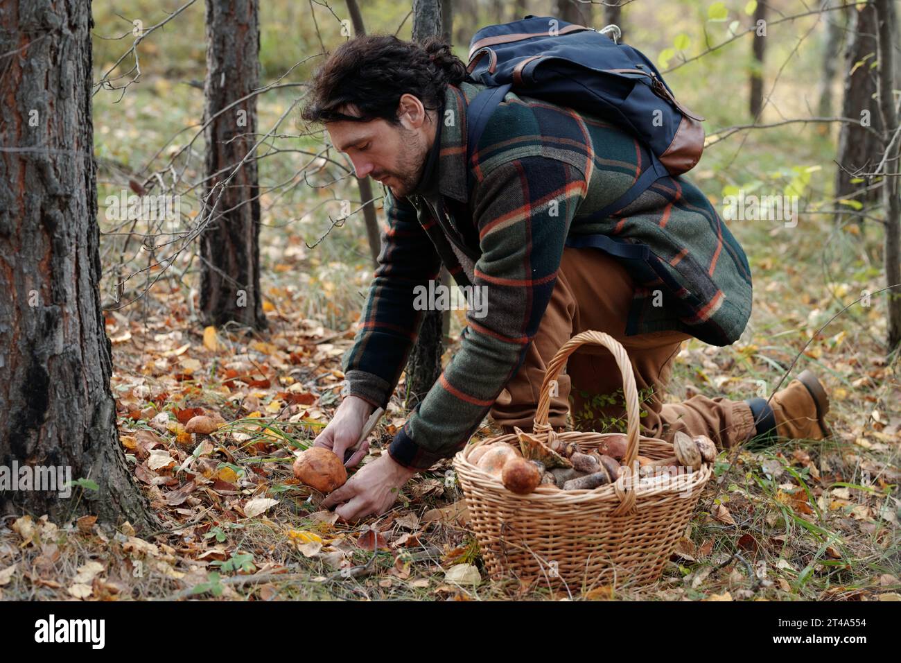 Side view of young male mushroom picker with backpack cutting orange ...