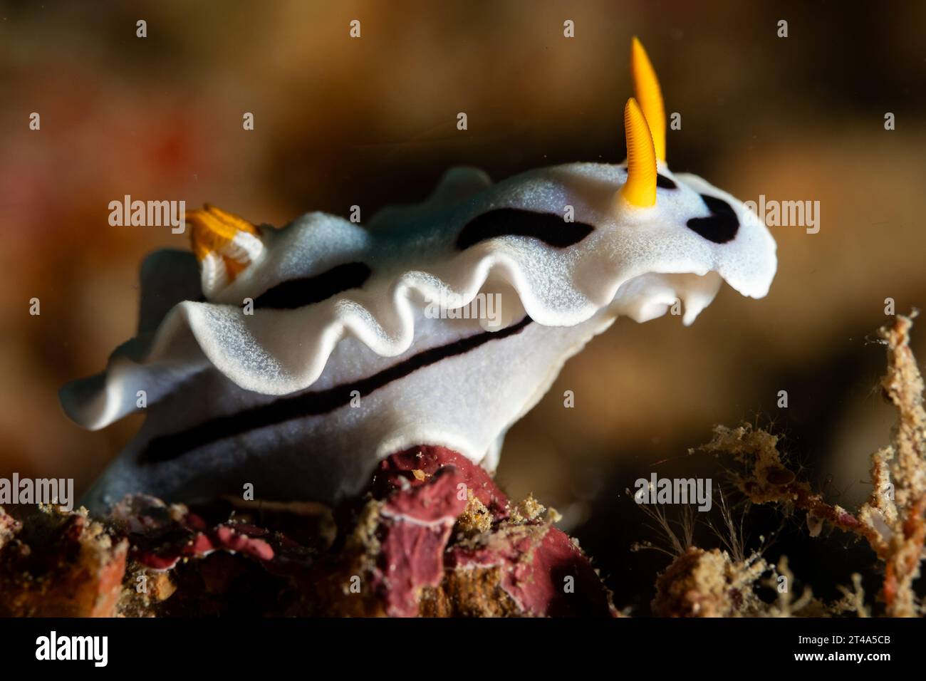 Closeup detailed macro image of colorful nudibranch, Nudibranchia ...