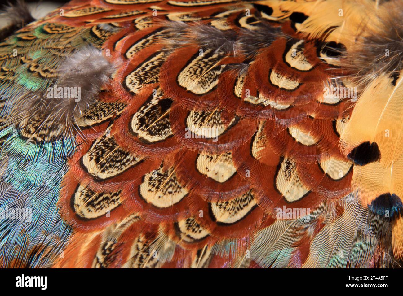 texture of pheasant feather, closeup of photo Stock Photo - Alamy
