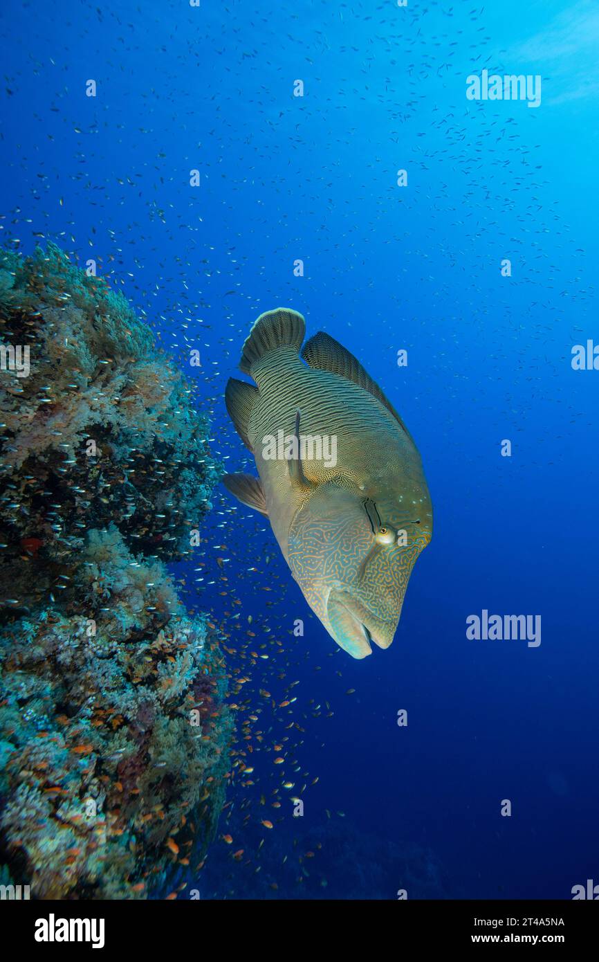 Napoleon fish skin hi-res stock photography and images - Alamy
