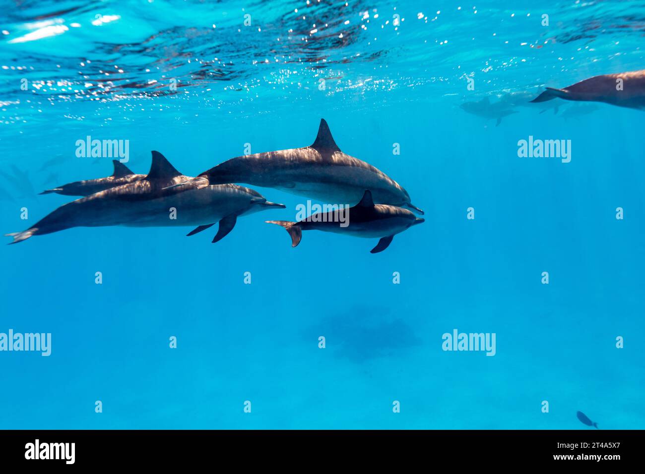 Pod of Common Bottlenose Dolphins, Tursiops truncatu, swimming and playing in clear blue ...