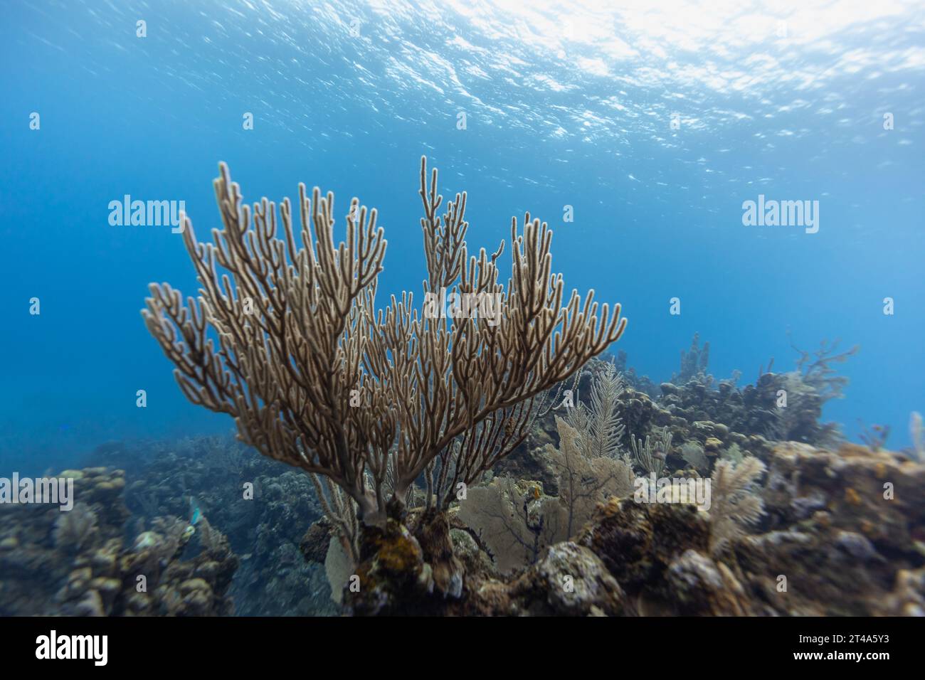 Branching coral sticks up with blue water backdrop on tropical coral ...