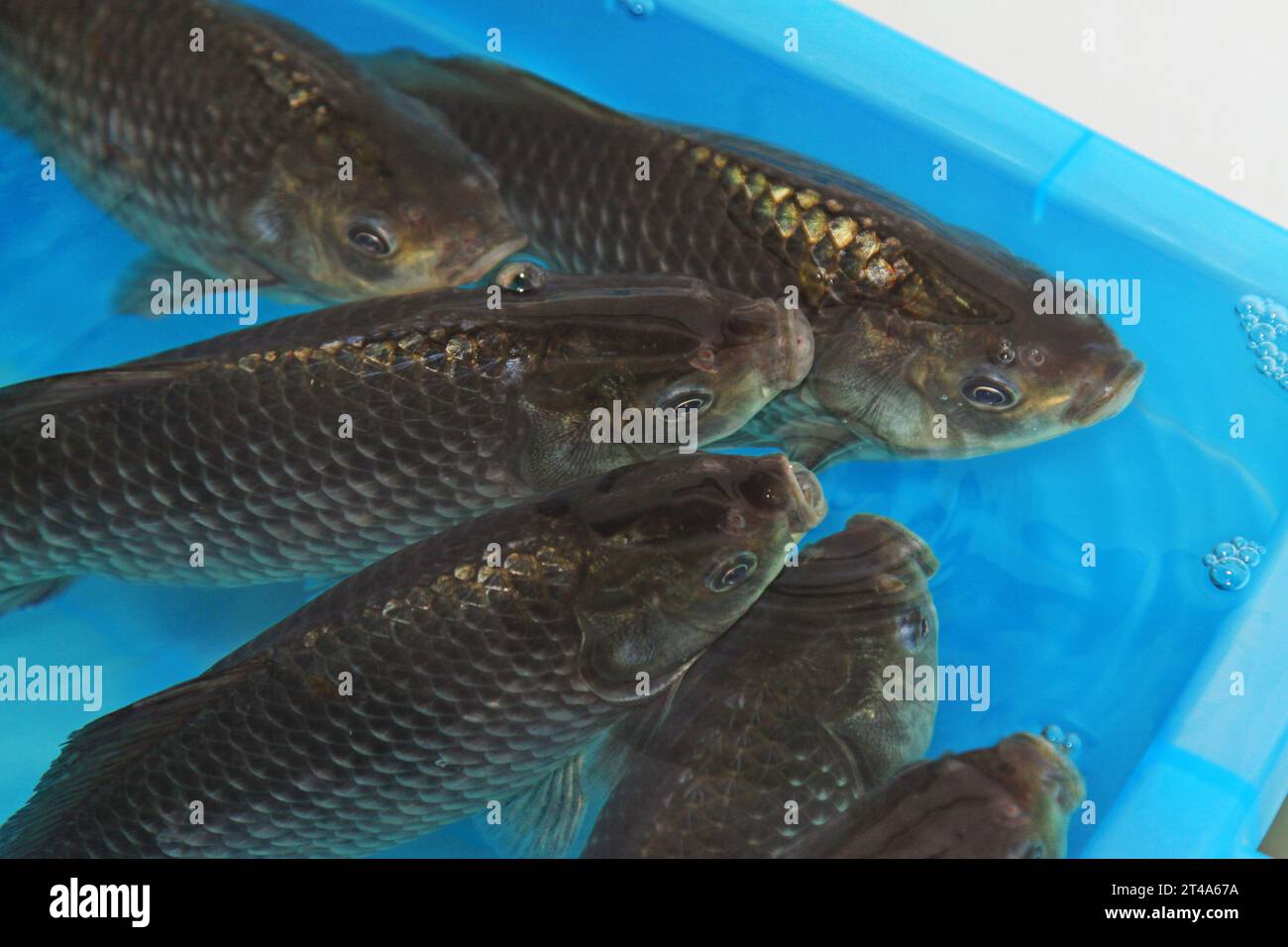 Live carp in a pool hi-res stock photography and images - Alamy