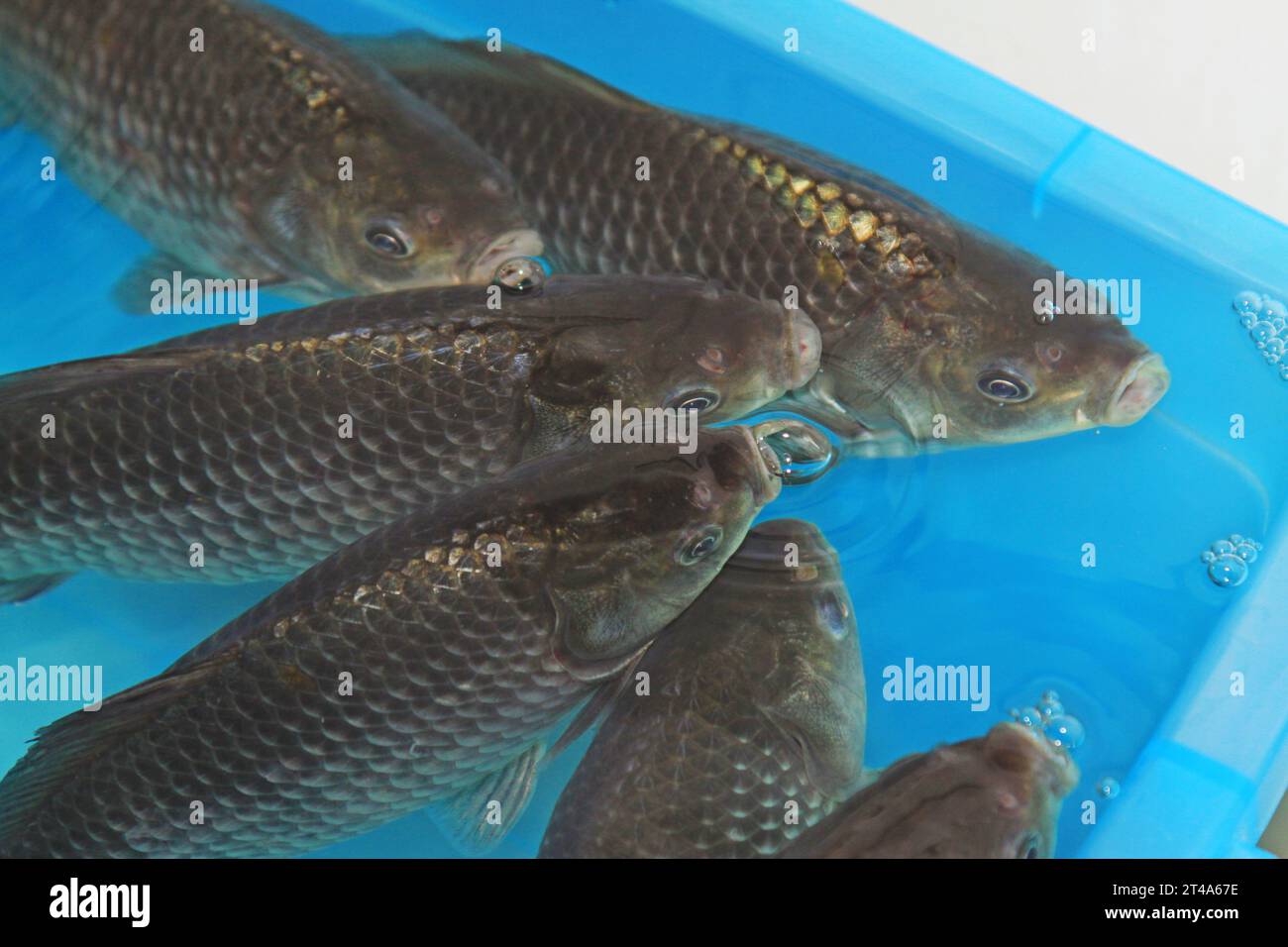 Live carp in a pool hi-res stock photography and images - Alamy