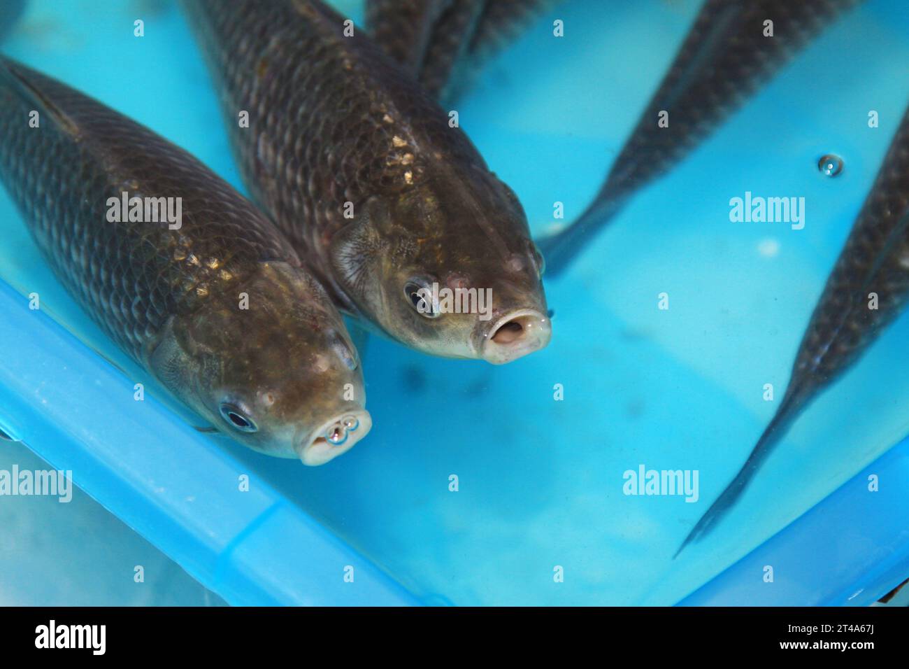 Live carp in a pool hi-res stock photography and images - Alamy