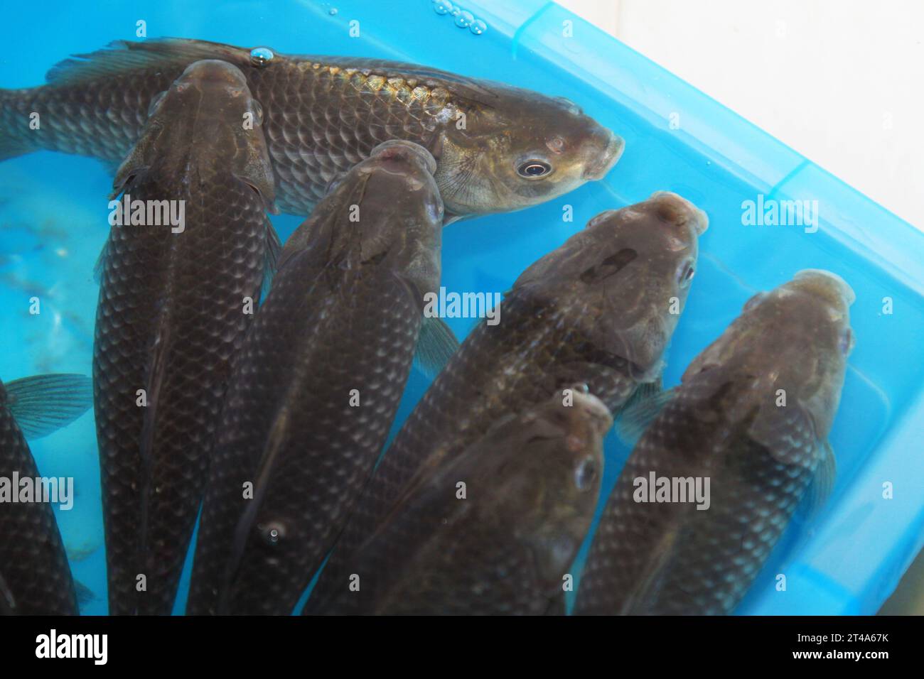 Live carp in a pool hi-res stock photography and images - Alamy