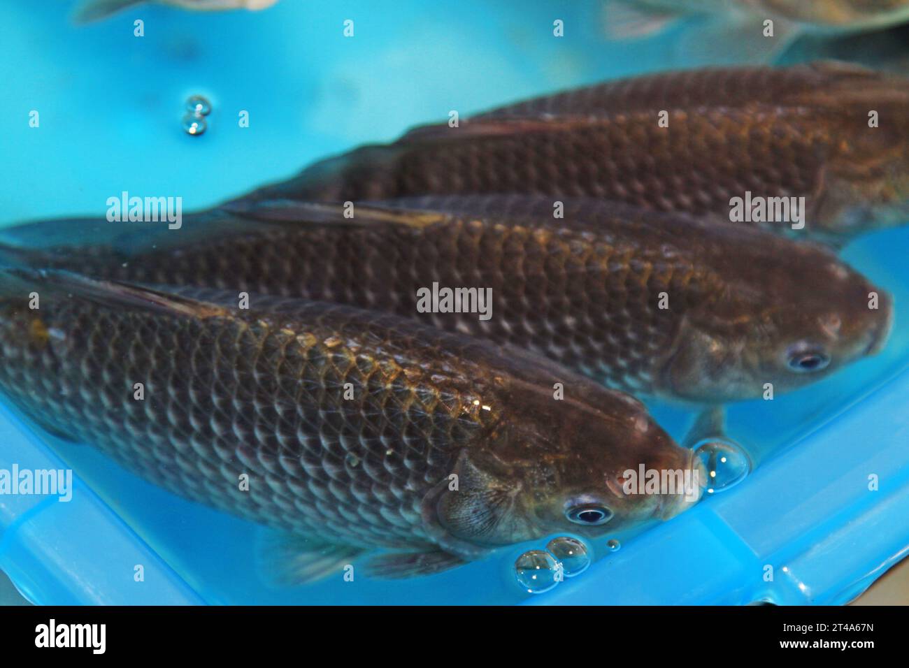 Live carp in a pool hi-res stock photography and images - Alamy