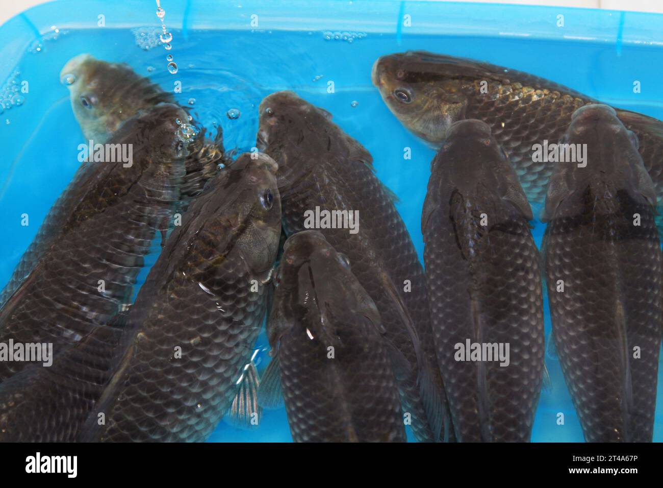 Live carp in a pool hi-res stock photography and images - Alamy