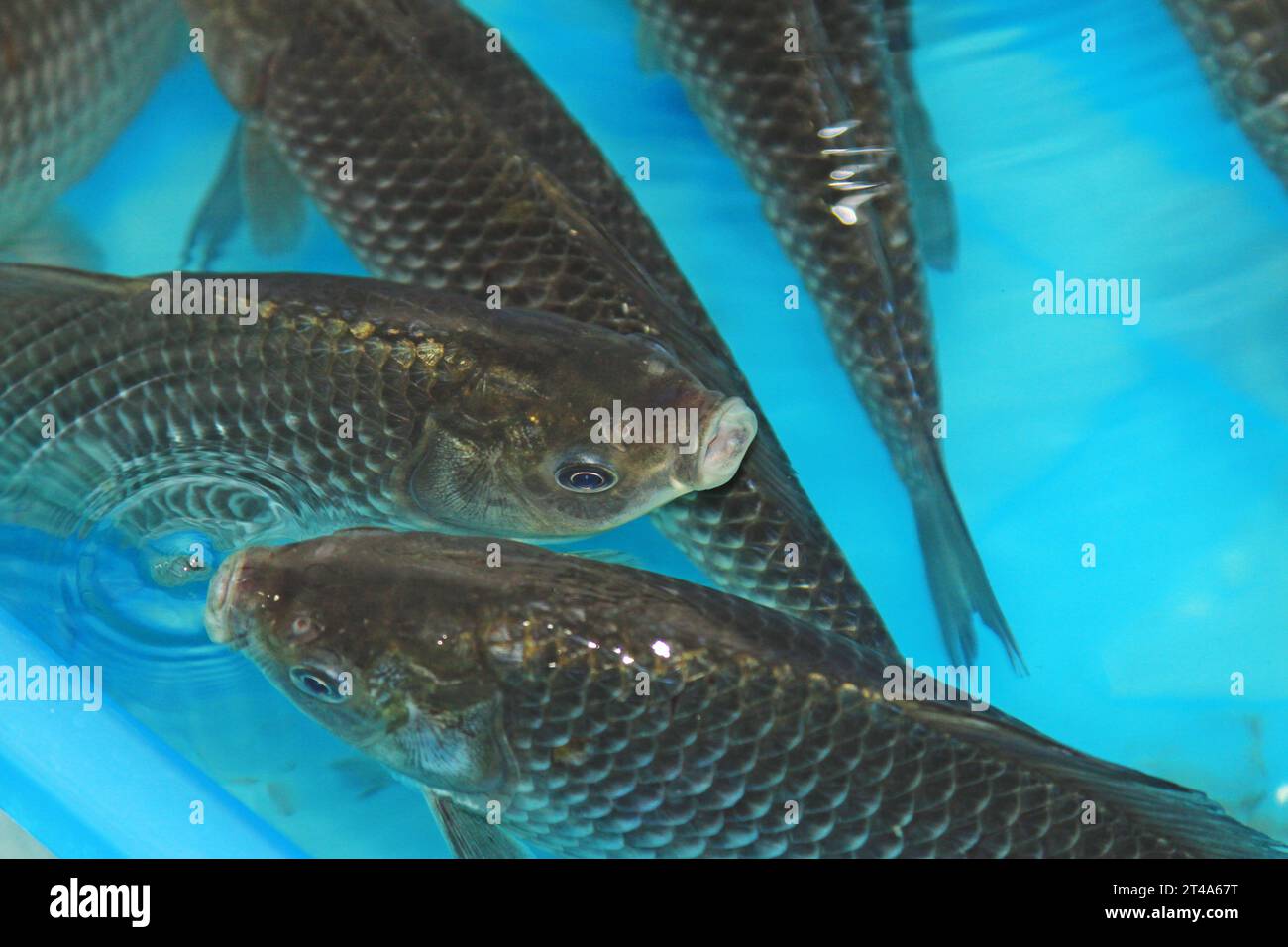Swimming pool features hi-res stock photography and images - Alamy