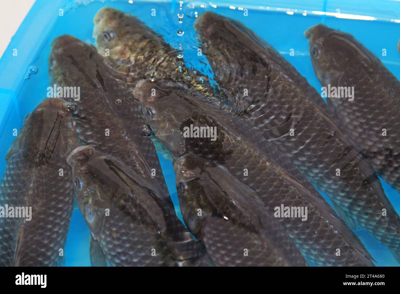 Live carp in a pool hi-res stock photography and images - Alamy