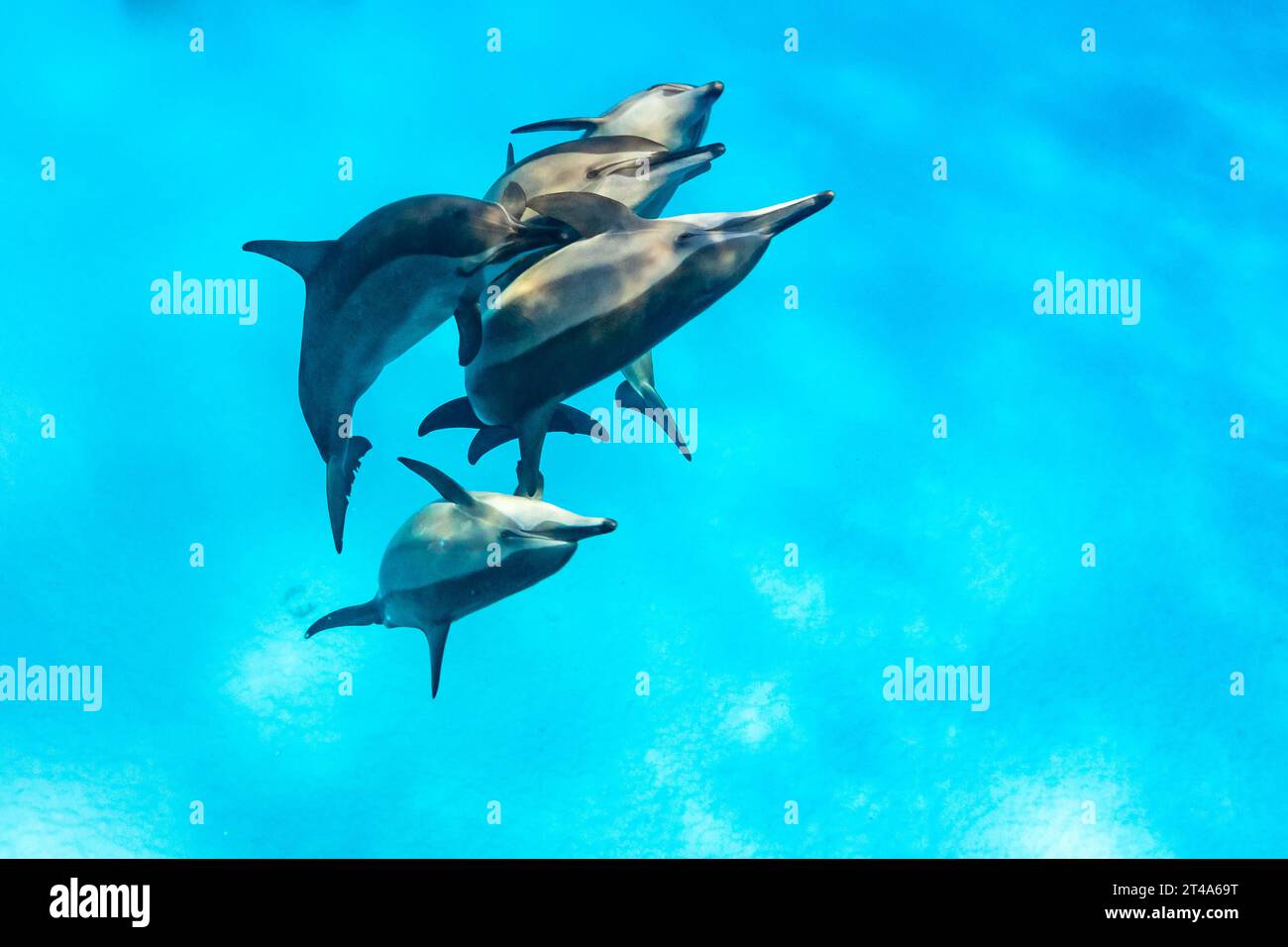 Pod of Common Bottlenose Dolphins, Tursiops truncatu, swimming and ...