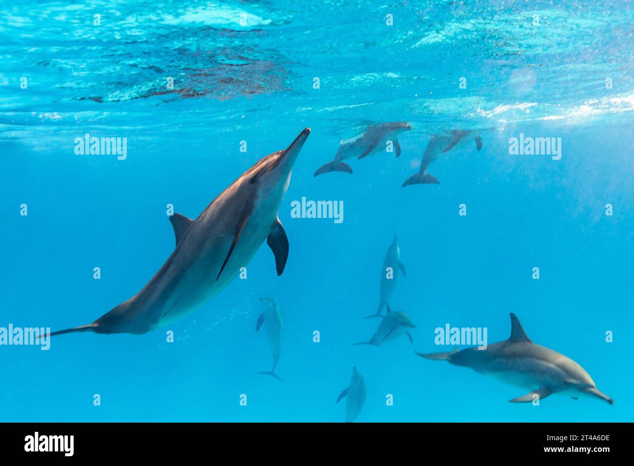 Pod of Common Bottlenose Dolphins, Tursiops truncatu, swimming and ...