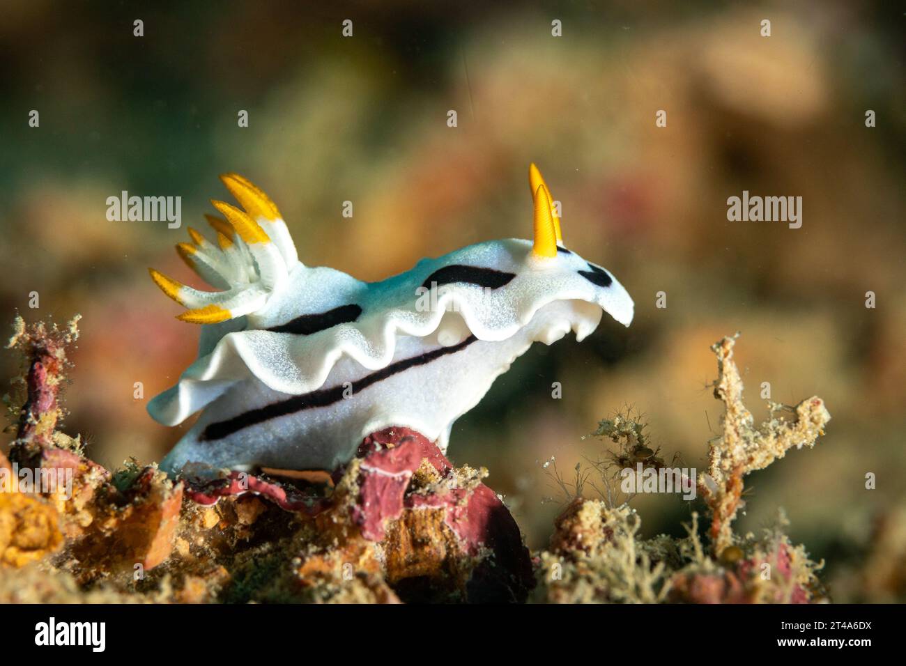 Closeup detailed macro image of colorful nudibranch, Nudibranchia ...