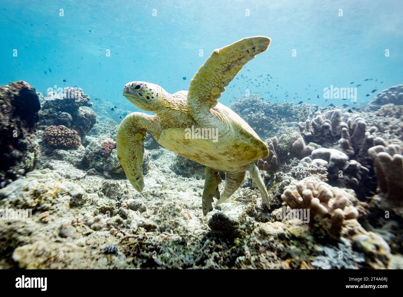 Underside of green sea turtle, Chelonia mydas, as it fins across a ...