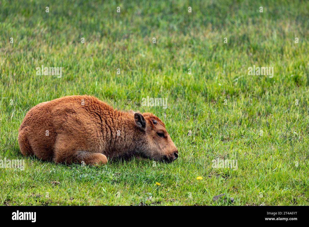 Juvenile American buffalo, Bison bison, sleeping on the green spring ...