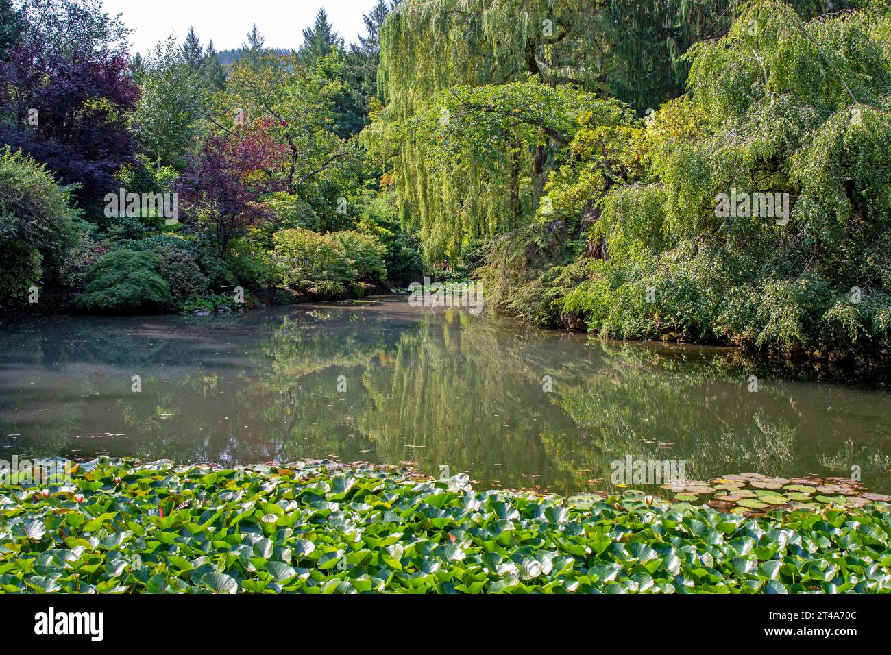 Quarry Lake in the Sunken Garden, Butchart Gardens Stock Photo - Alamy
