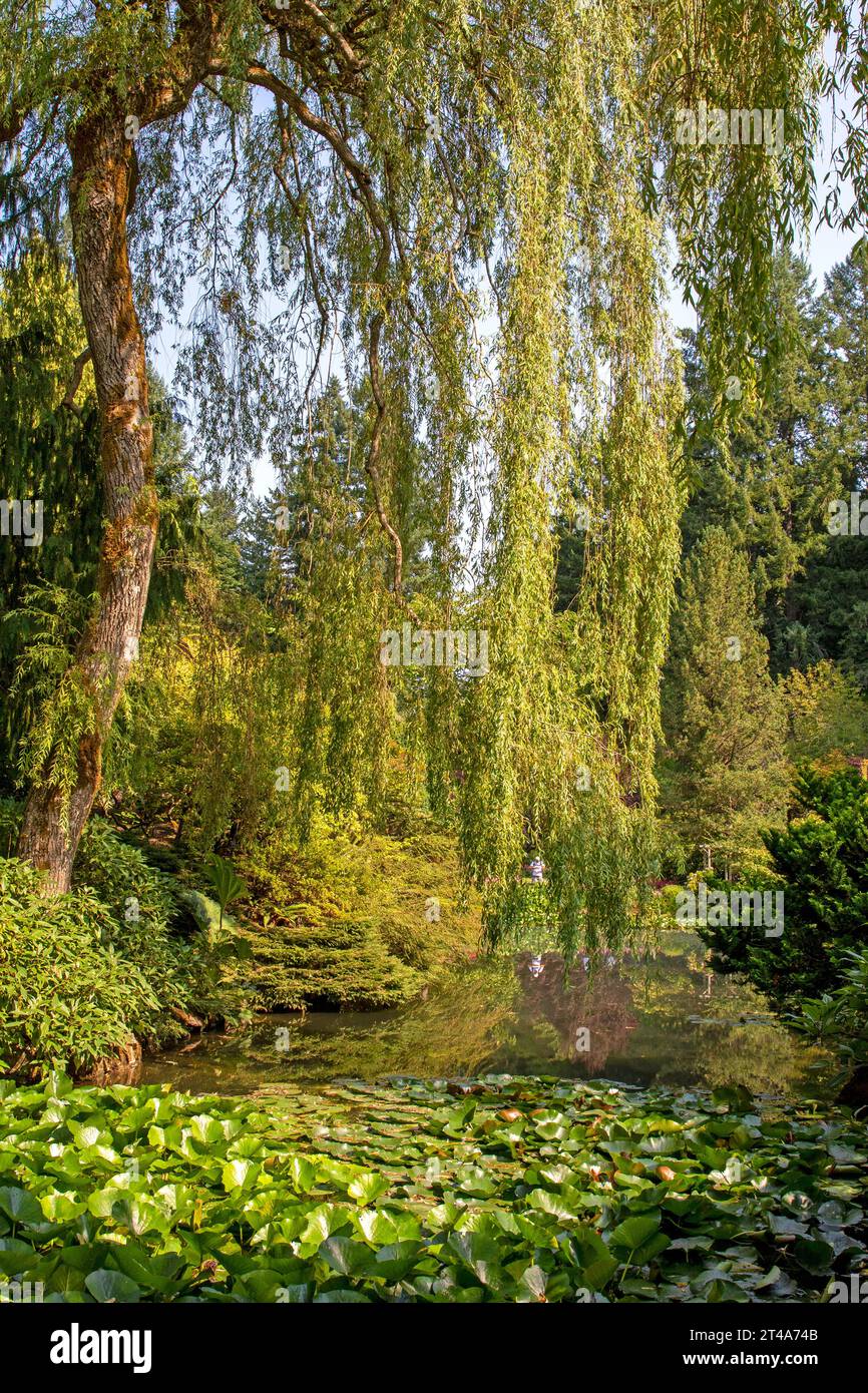 Quarry Lake in the Sunken Garden, Butchart Gardens Stock Photo - Alamy